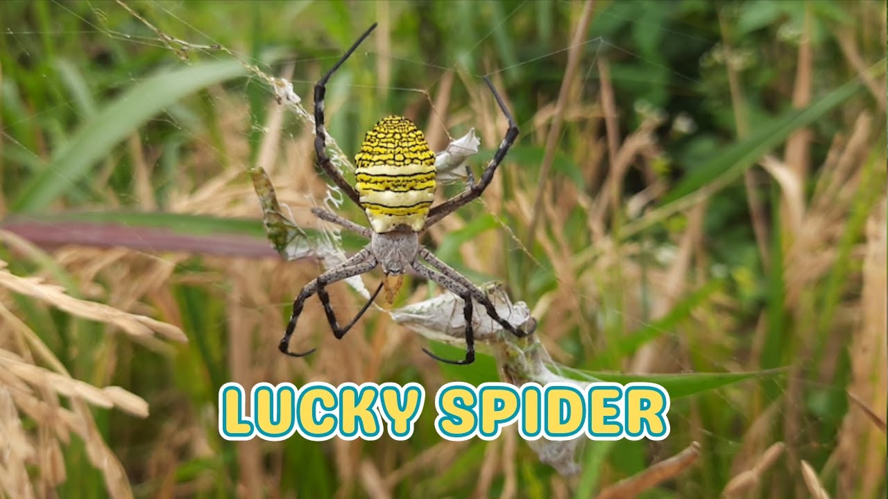 Laba-laba Lucu | Spider Family | Funniest Spiders | Cute Spider ...