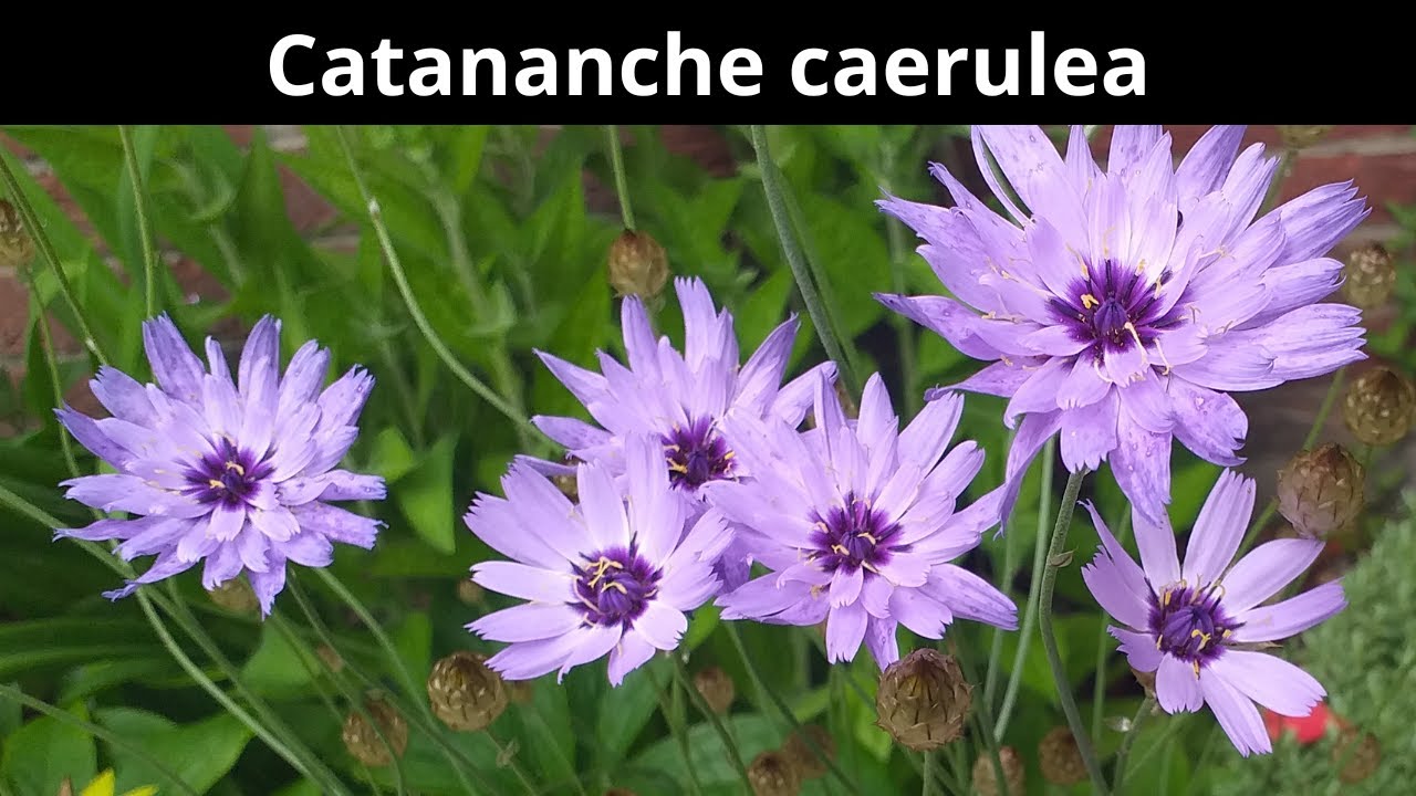 Catananche caerulea - YouTube