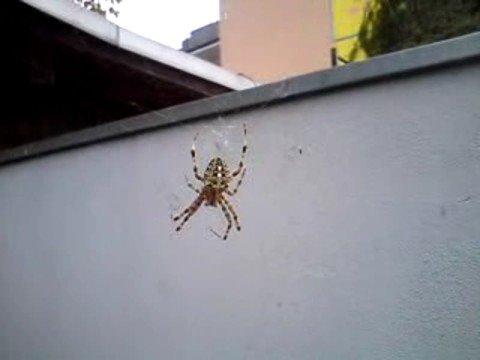 giant german cross spider - YouTube