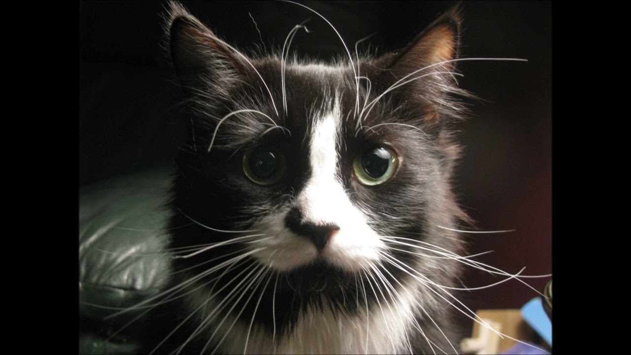 Cute Cats Compilation - YouTube