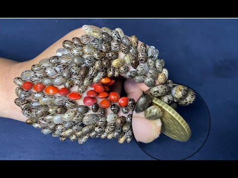 The secret of the coin about ticks#0108 - YouTube