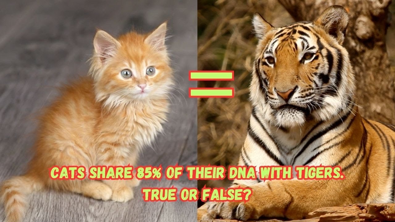 Cats True or False - YouTube