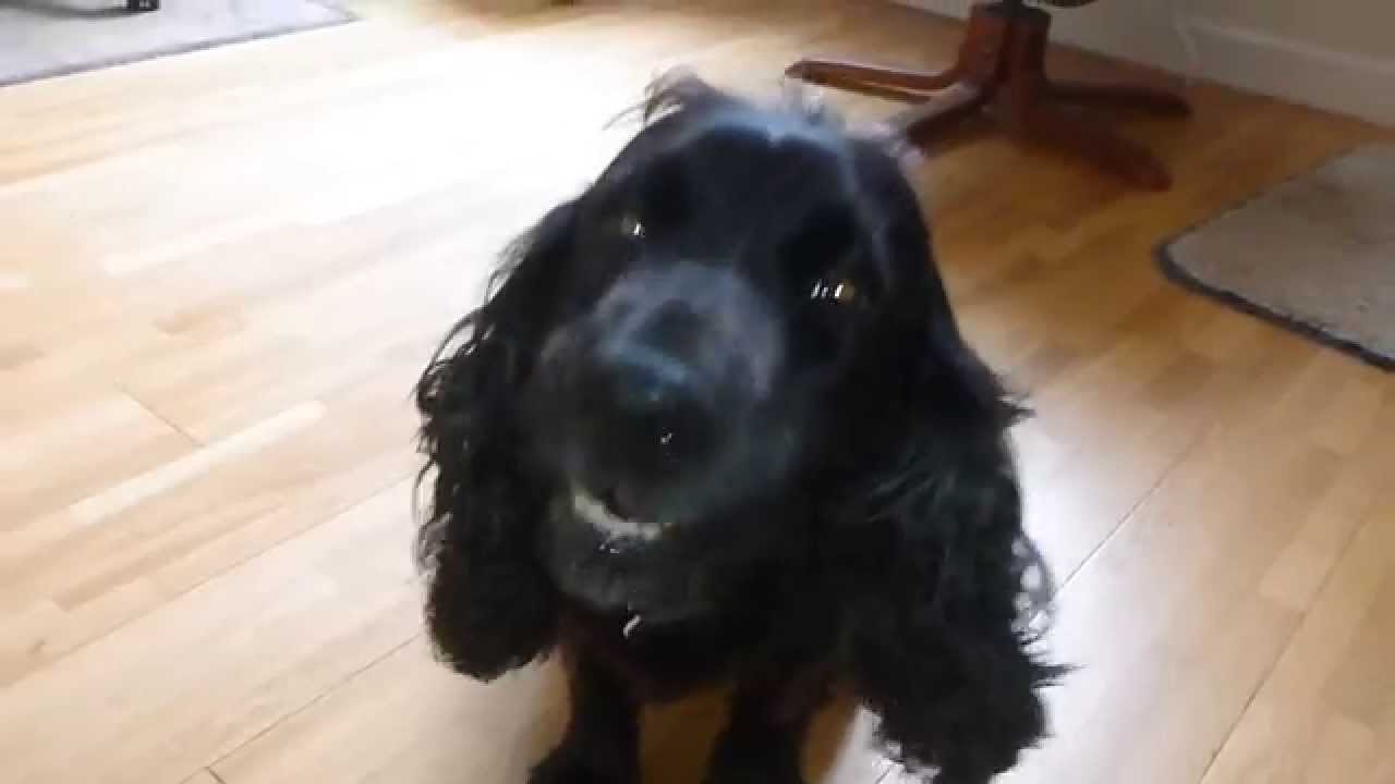 Tribal Dog Treats - YouTube