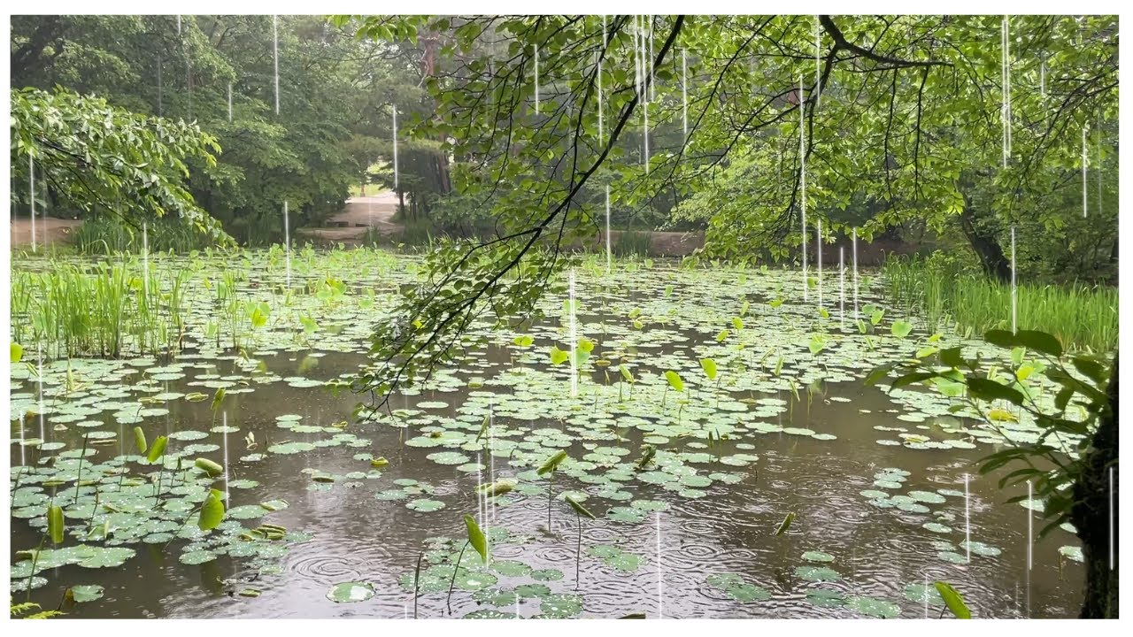 PLEASANT RAIN SOUNDS on a lily pond for relaxing, studying, sleeping. # ...