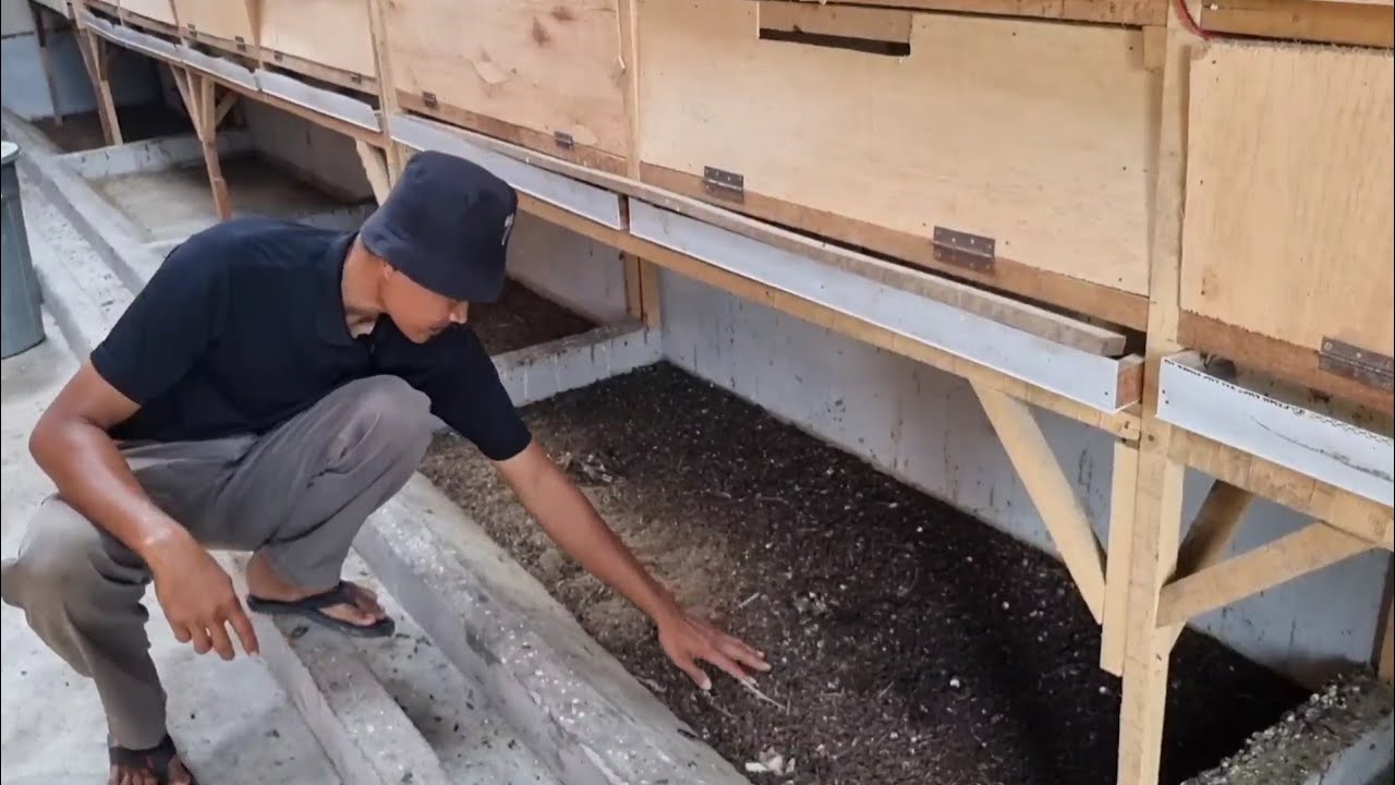 Budidaya Maggot dan ayam kampung, Anak Duri berhasil ciptakan pupuk ...
