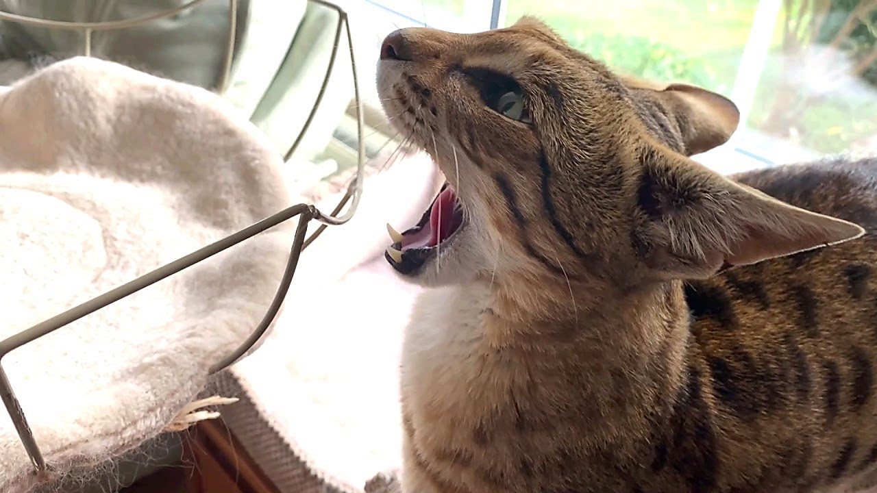 Your Daily Dose of Cat 😺 27 October - YouTube