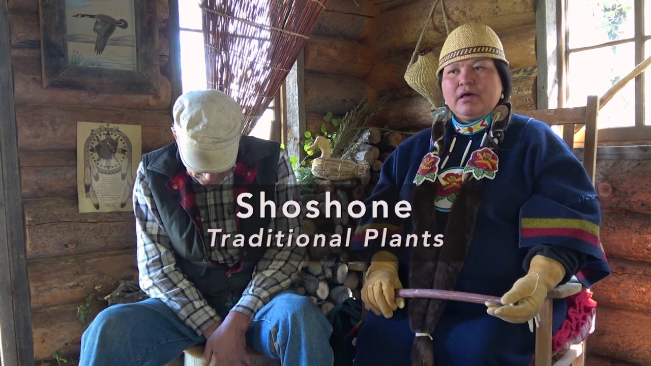 Shoshone Traditional Plants - YouTube