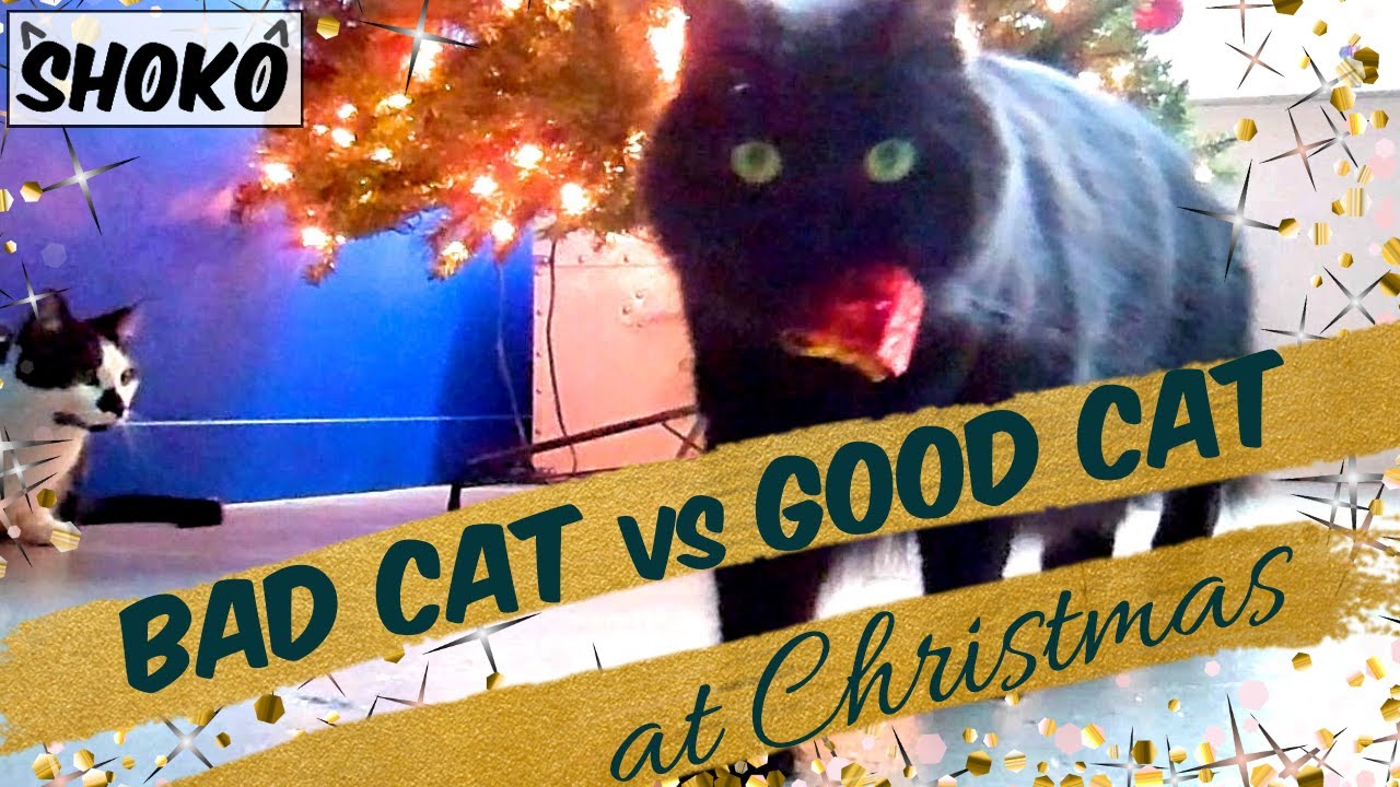 Bad Cat vs Good Cat - YouTube