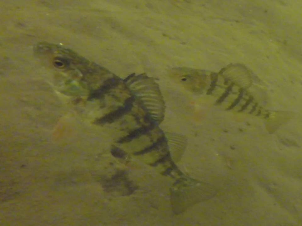 GoPro underwater video of a school of perch under the ice - YouTube