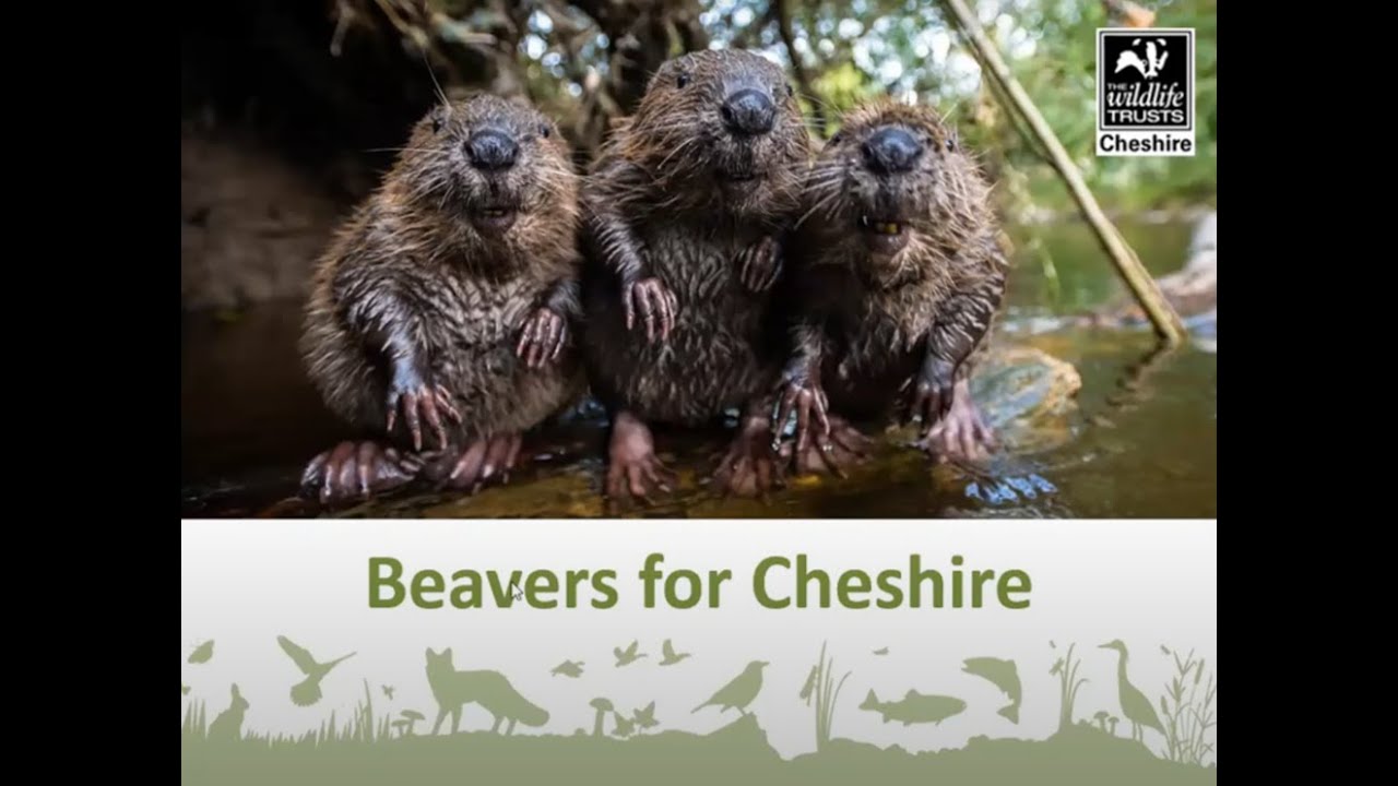 Bringing beavers back to Cheshire - YouTube