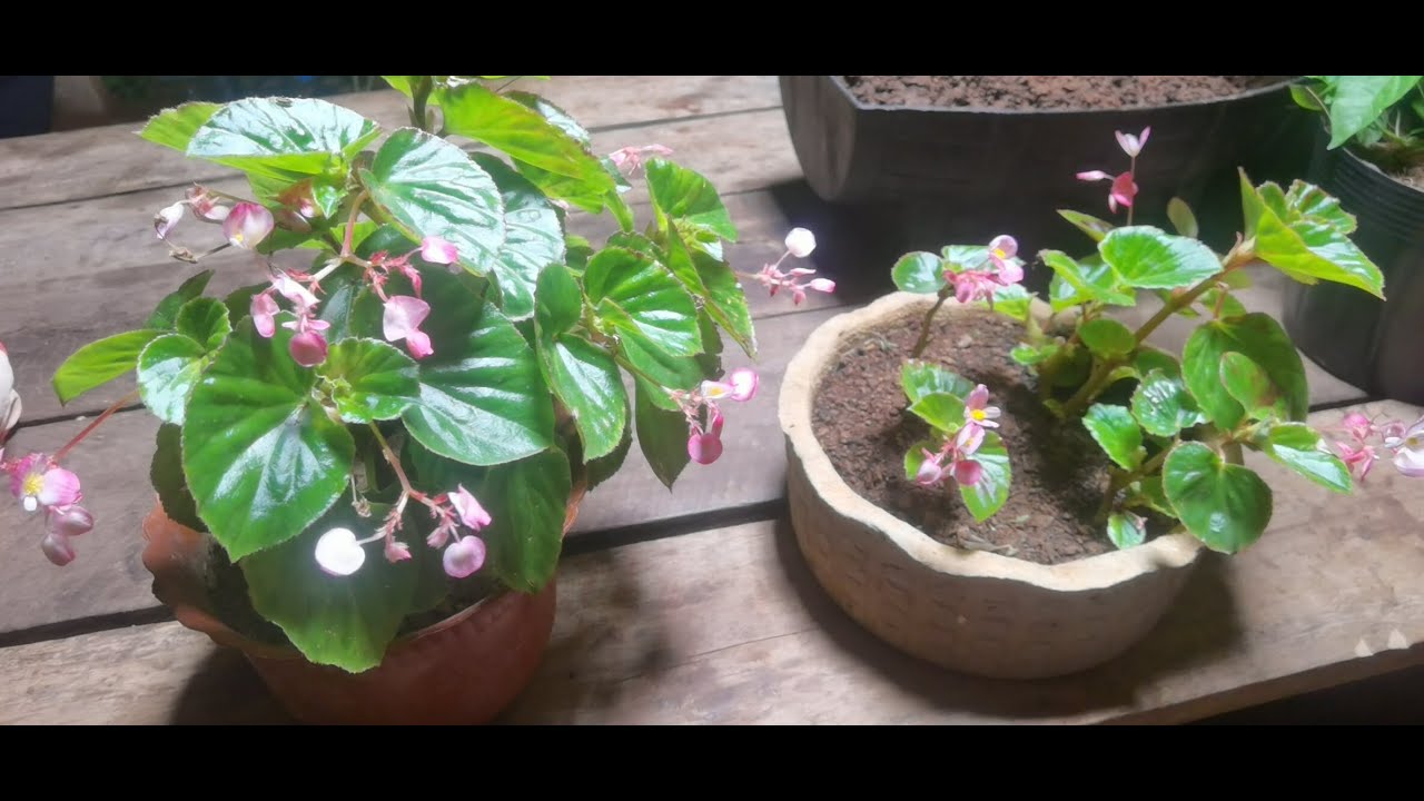 Begonia baby wing can be grown simple by cutting - YouTube