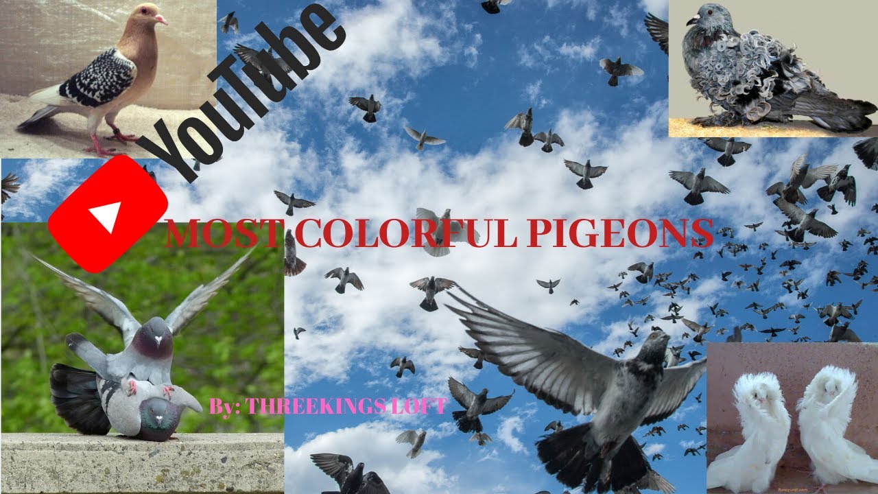 15 Most Colorful Beautiful Pigeons in the World - YouTube