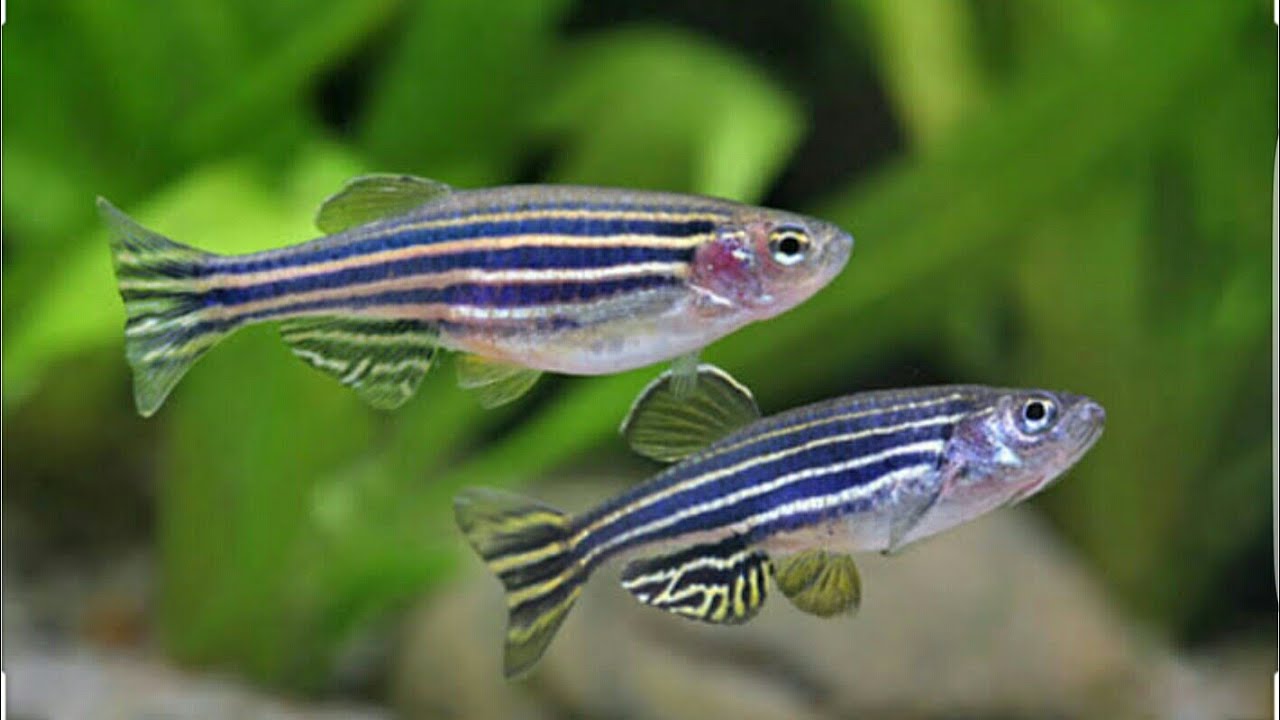 ZEBRA DANIOS PREGNANT ABOUT TO LAY EGGS MUST WATCH YouTube zebra-danios-pregnant-about-to-lay-eggs-must-watch-youtube