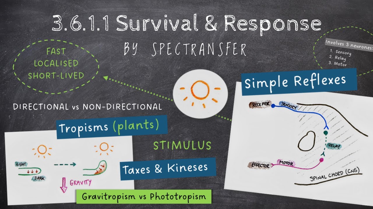 EASY REVISION AQA A-Level Biology 3.6.1.1 Survival & Response - YouTube