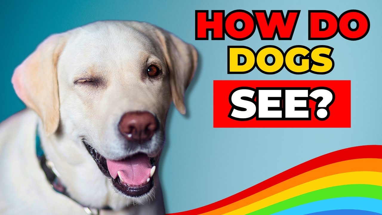 How Do Dogs See the World? Myths and Truths About Canine Vision! - YouTube