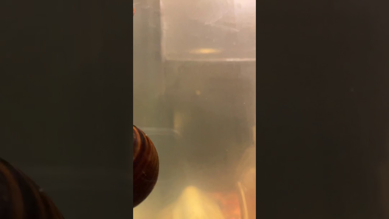 Mystery snail snorkel - YouTube