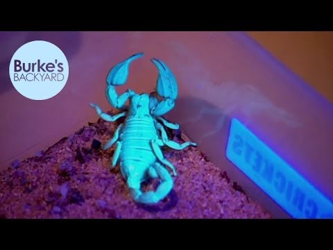 Burke's Backyard, Scorpions Road Test - YouTube