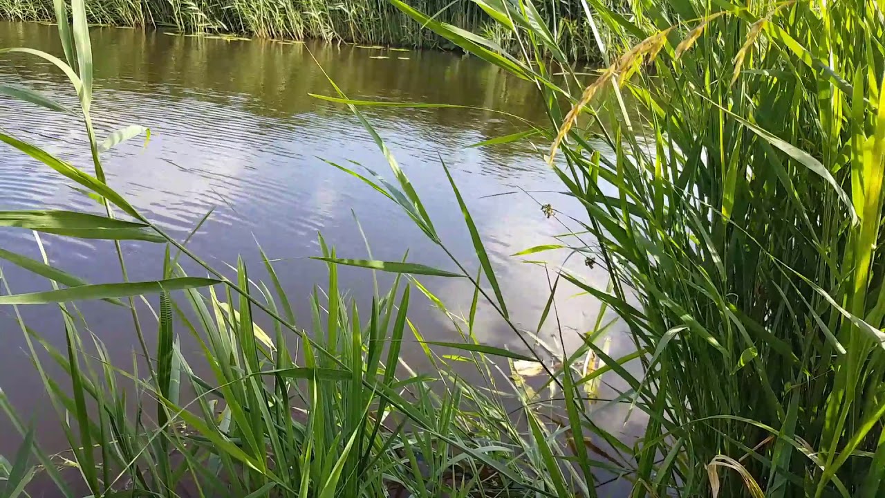 Ruizend riet - Heerlijk ontspannen geluid! - YouTube