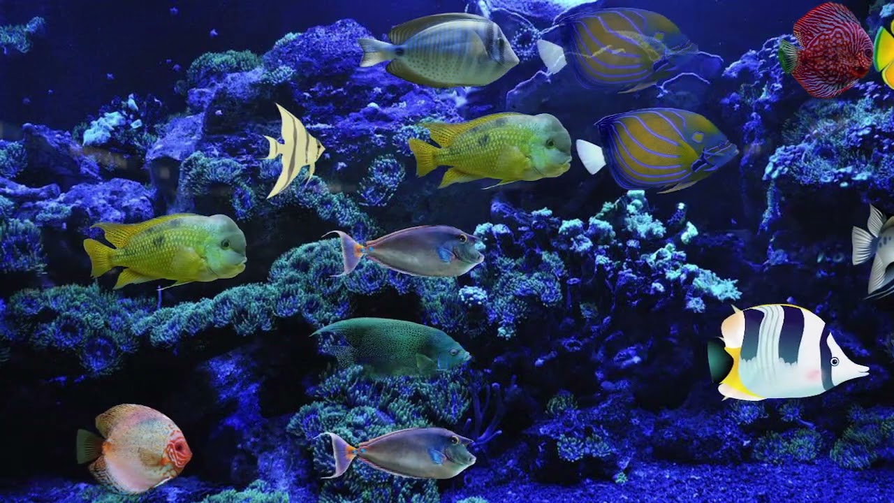 SCREEN VIDEO BY MANY FISHES SWIM UNDER OCEAN. NEW FISH NEW VERSION V-16 ...
