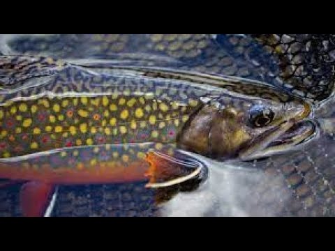 Top 10 Trout Fishing Lakes in Indiana - YouTube