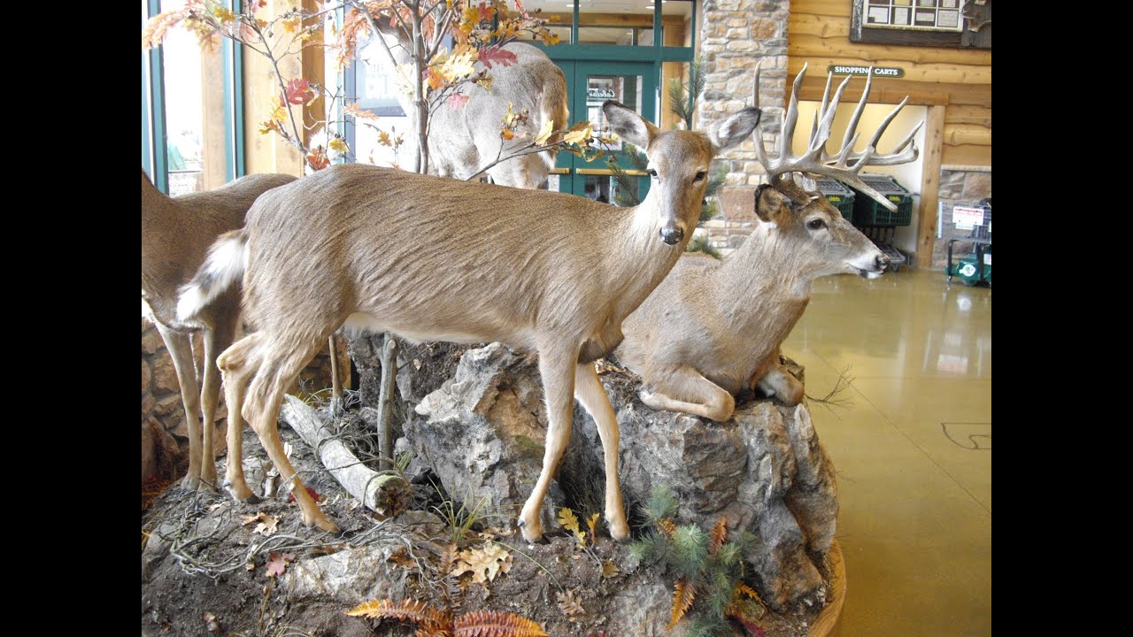 The Big Bass Brothers go to Cabela's. Hear the review at 610WTVN.com ...