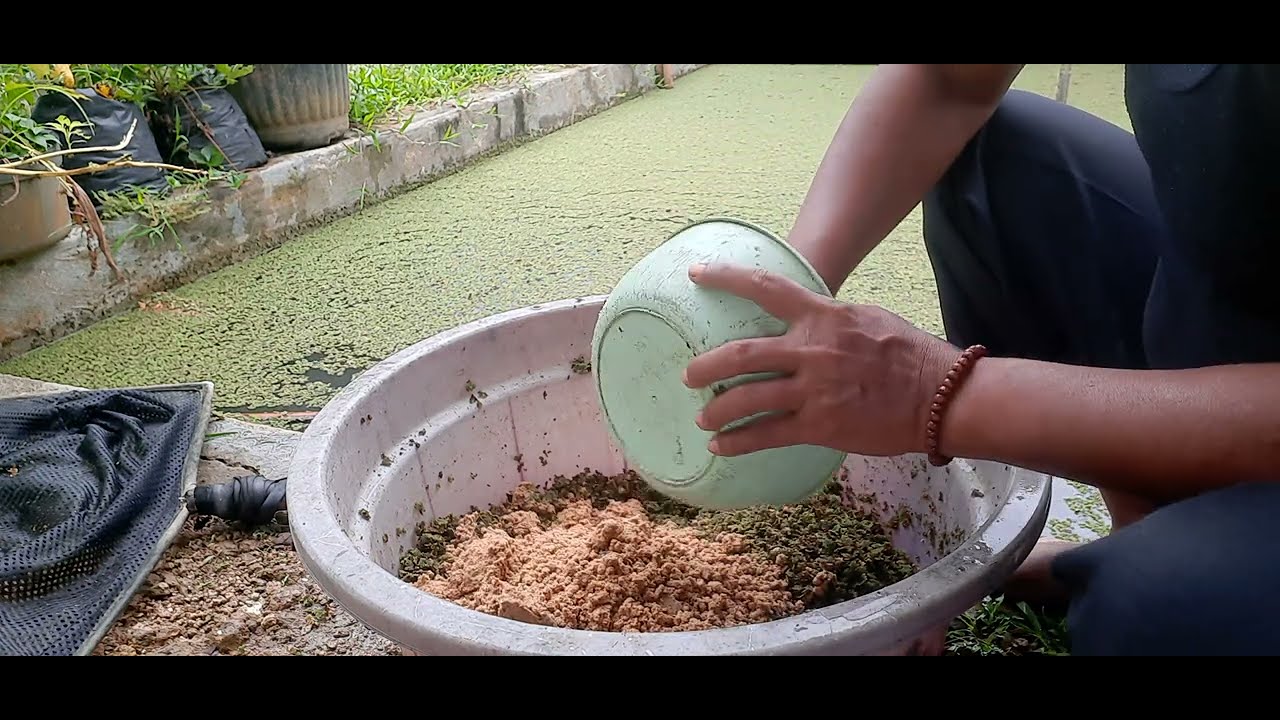 Azolla fish feed was mixed with pellets for the second experiment - YouTube