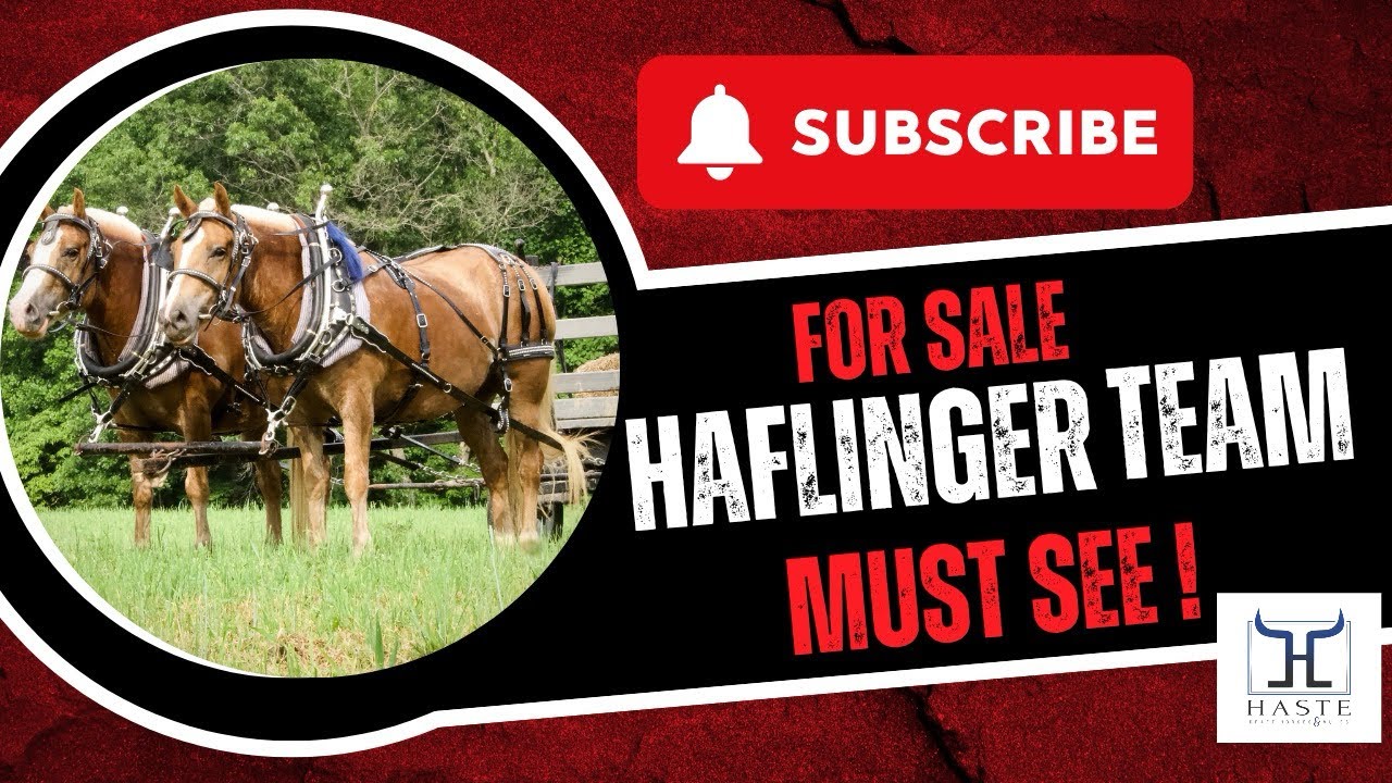 Discover the Perfect Haflinger Gelding Team Available Now! CALL (606 ...