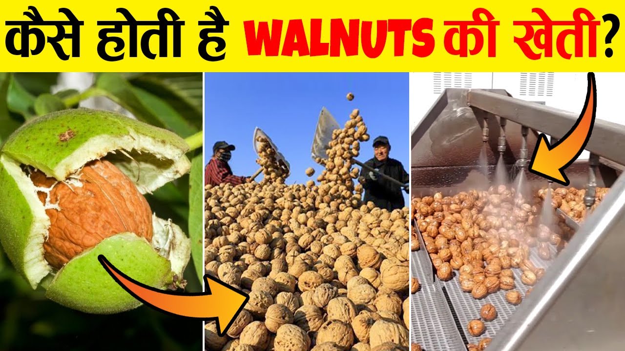 अखरोट की खेती कैसे होती है? WALNUT FARMING | FARM TO FACTORY - YouTube