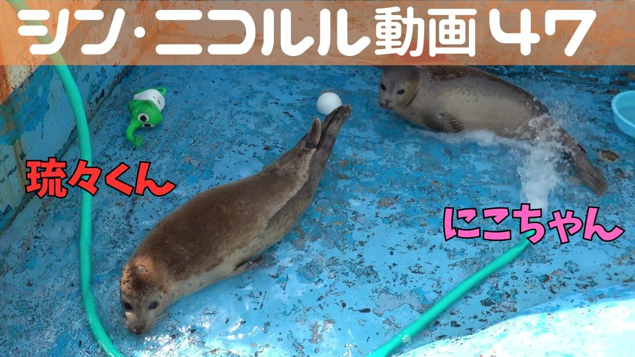 シン・ニコルル動画47 / Shin Niko-Ruru Video 47 - YouTube