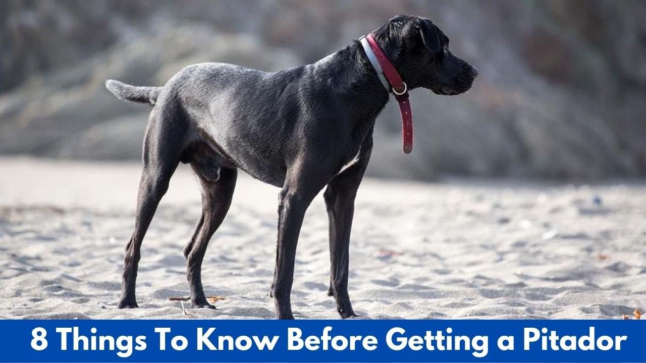 8 Things To Know Before Getting a Pitador - YouTube