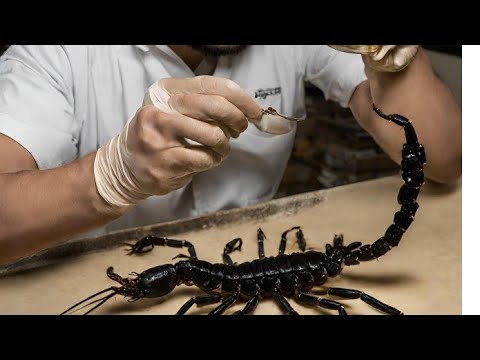 black Scorpion poison Extraction | scorpion farming | Scorpion venom ...