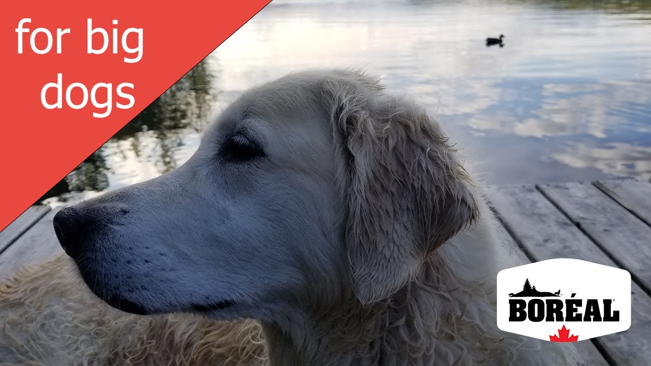 Boreal Proper Large Breed Red Meat Dog - YouTube
