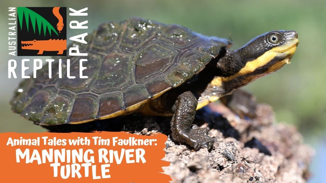 ANIMAL TALES WITH TIM FAULKNER | EPISODE 13 | MANNING RIVER TURTLE ...
