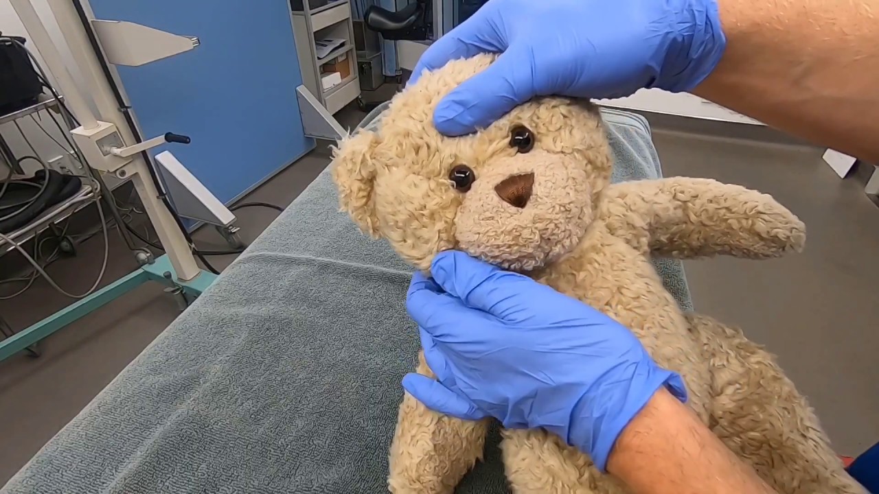 It’s time for a teddy vet check! - YouTube