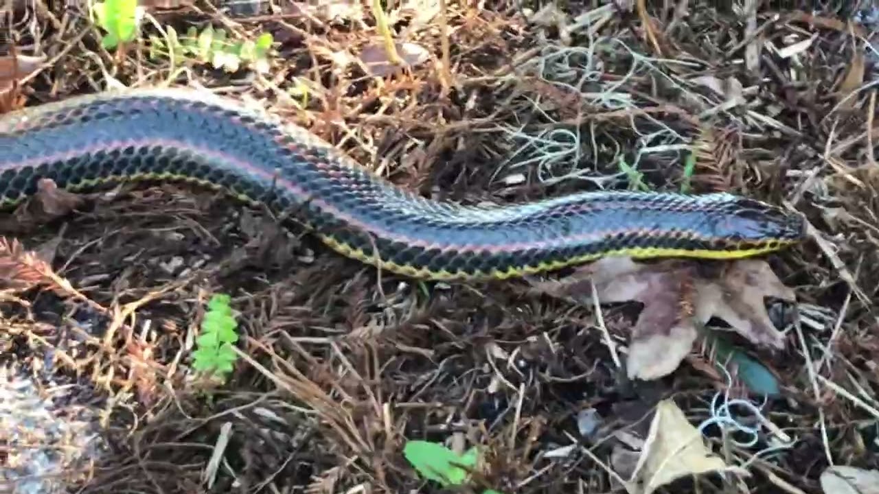 Florida Rainbow Snake - YouTube