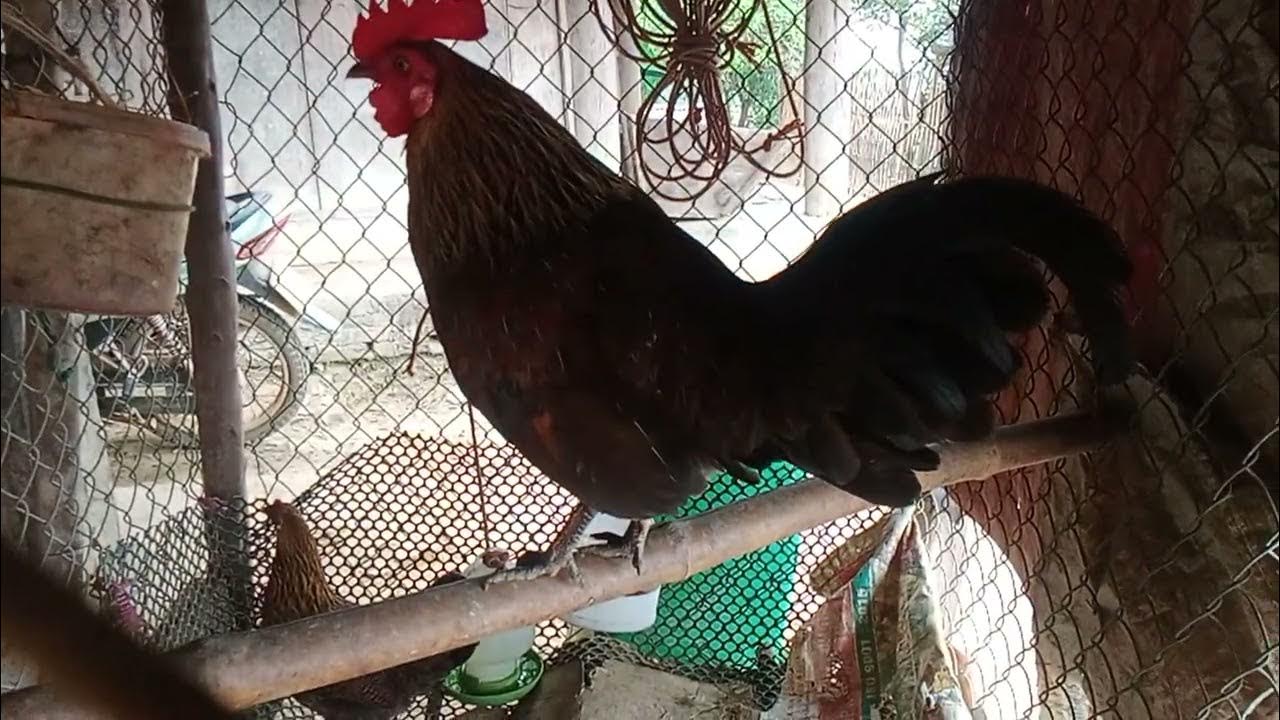 qaib poj qua zoo - YouTube