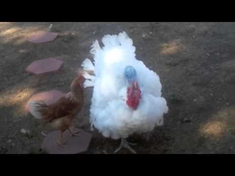 Olaf The Turkey's Last Reign - YouTube
