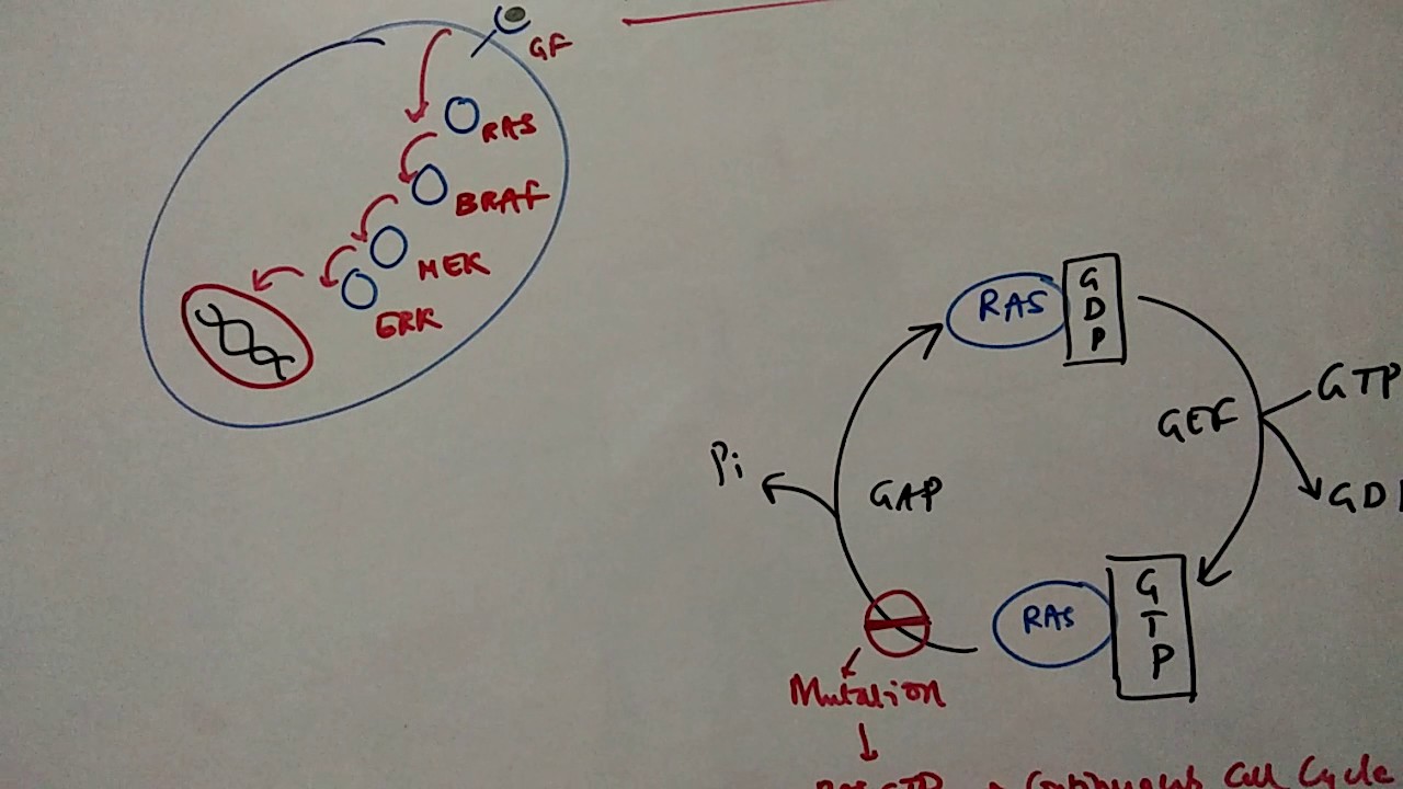 RAS -RAF Pathway - YouTube