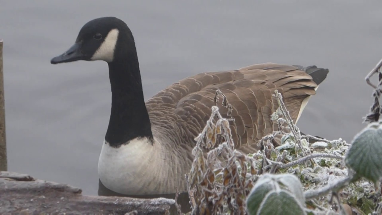 Freezing Ice over lake - Bird Sounds - British Birds and Wildlife UK ...