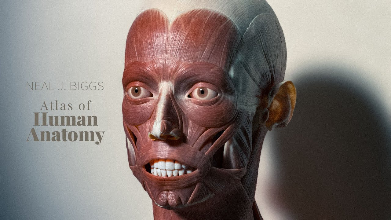 Explore the Musculoskeletal Anatomy of the Head and Neck | 3D Animation ...