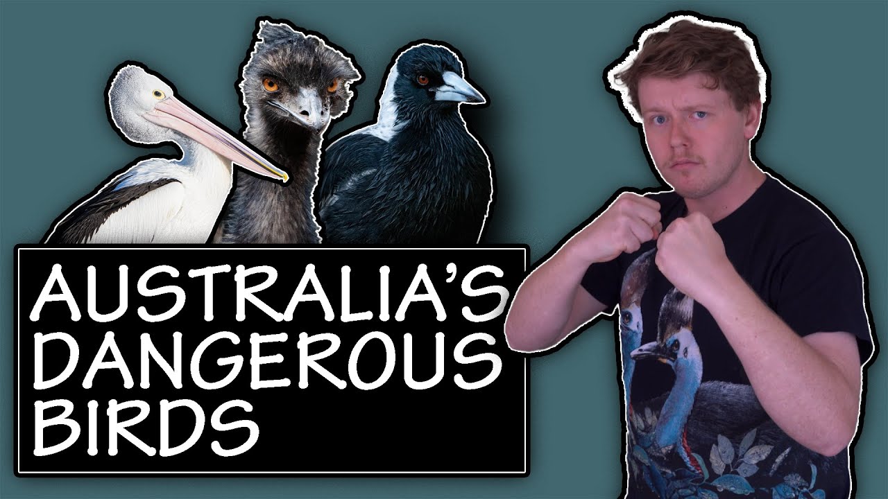 Australia's most DANGEROUS Birds - YouTube