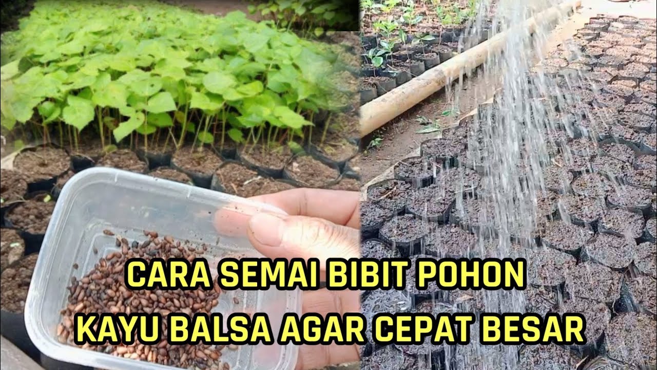 cara semai bibit pohon kayu balsa yang baik dan benar - YouTube