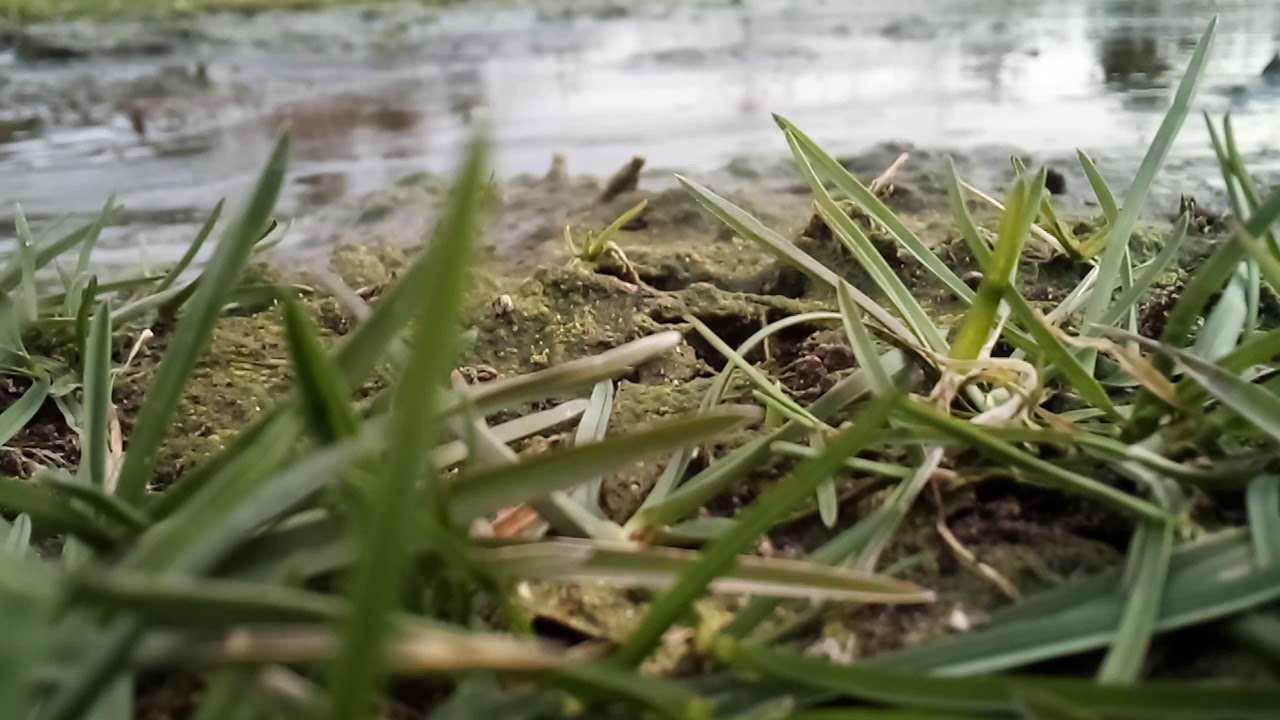 Soothing swamp noises, (Background Noise, *ASMR*) - YouTube