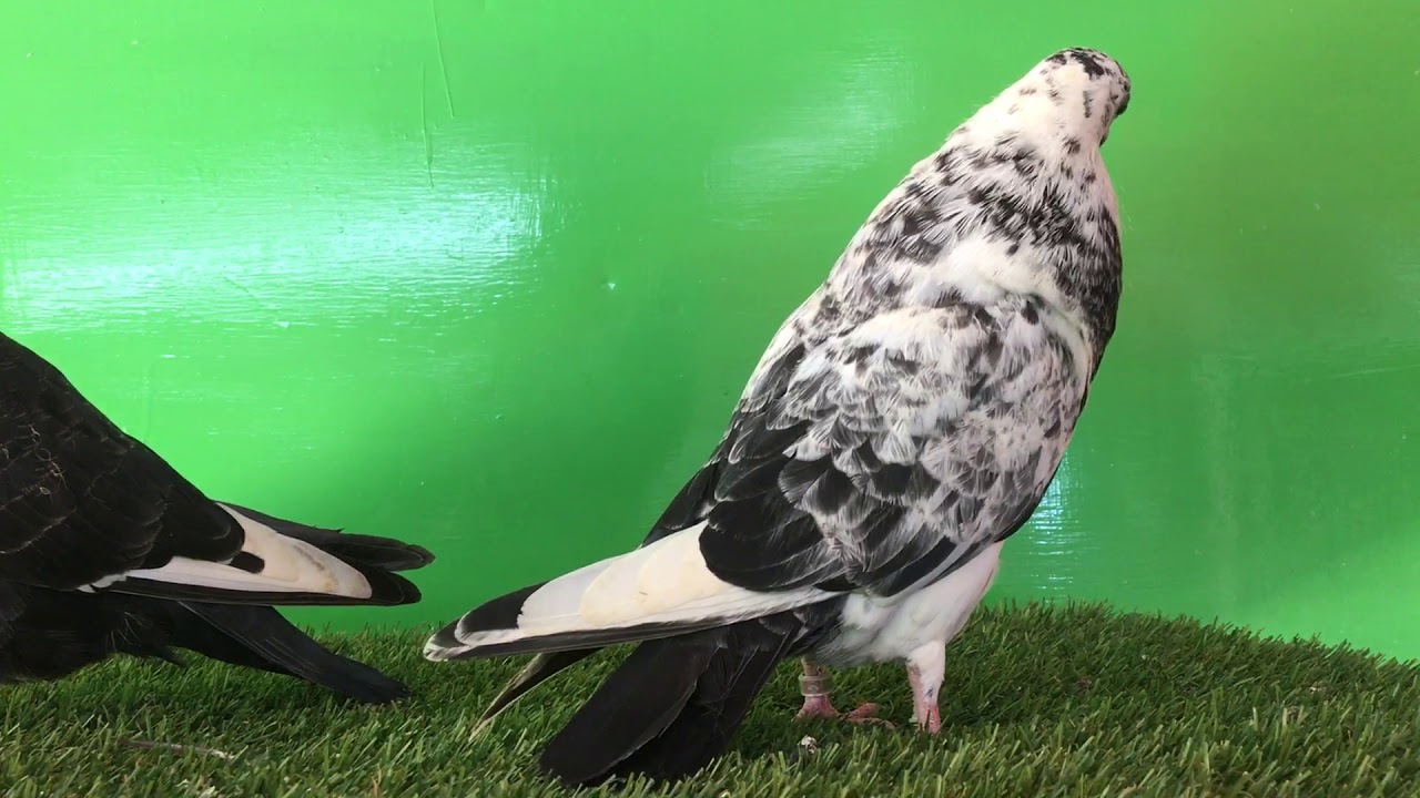 Pigeons - Gaditano pouter chicks - YouTube