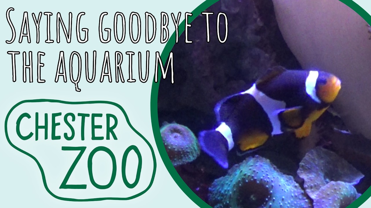 Saying Goodbye to the Aquarium - Chester zoo - YouTube
