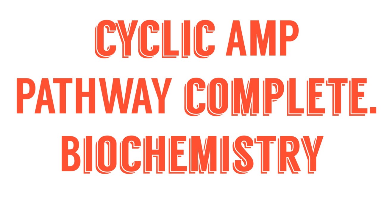 cAMP pathway biochemistry ( ENDOCRINE ) - YouTube