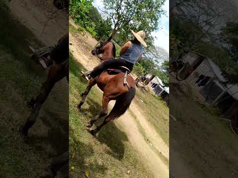 DOMINANDO LA POTRA SALVAJE🤭 - YouTube