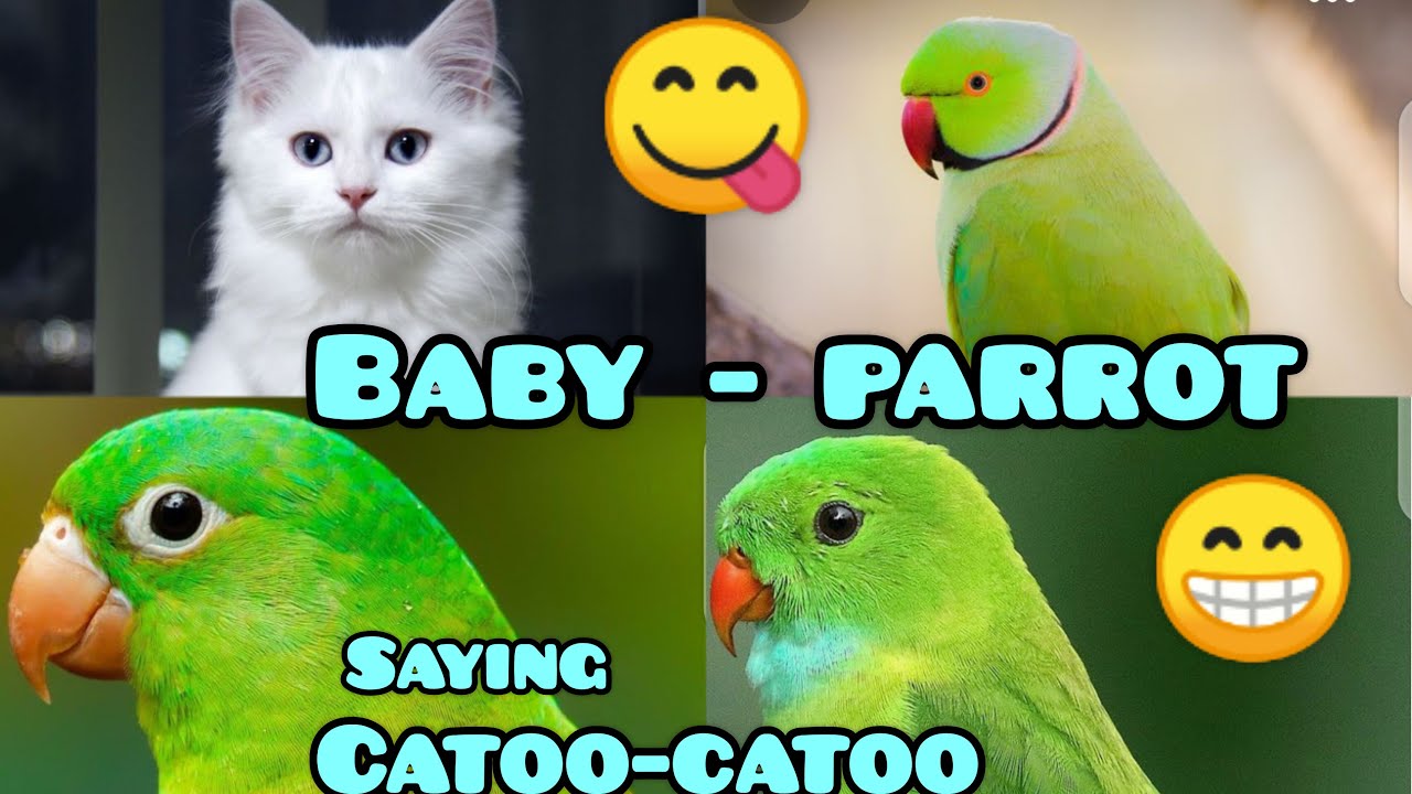Parrot Talking Saying Catoo Catoo | ImranBm27 - YouTube