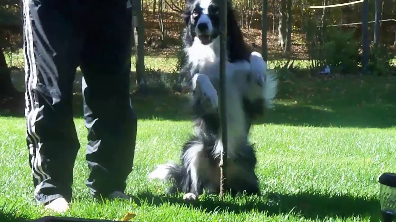 Top 10 funny videos of dogs falling Compilation 2016 in the World - YouTube