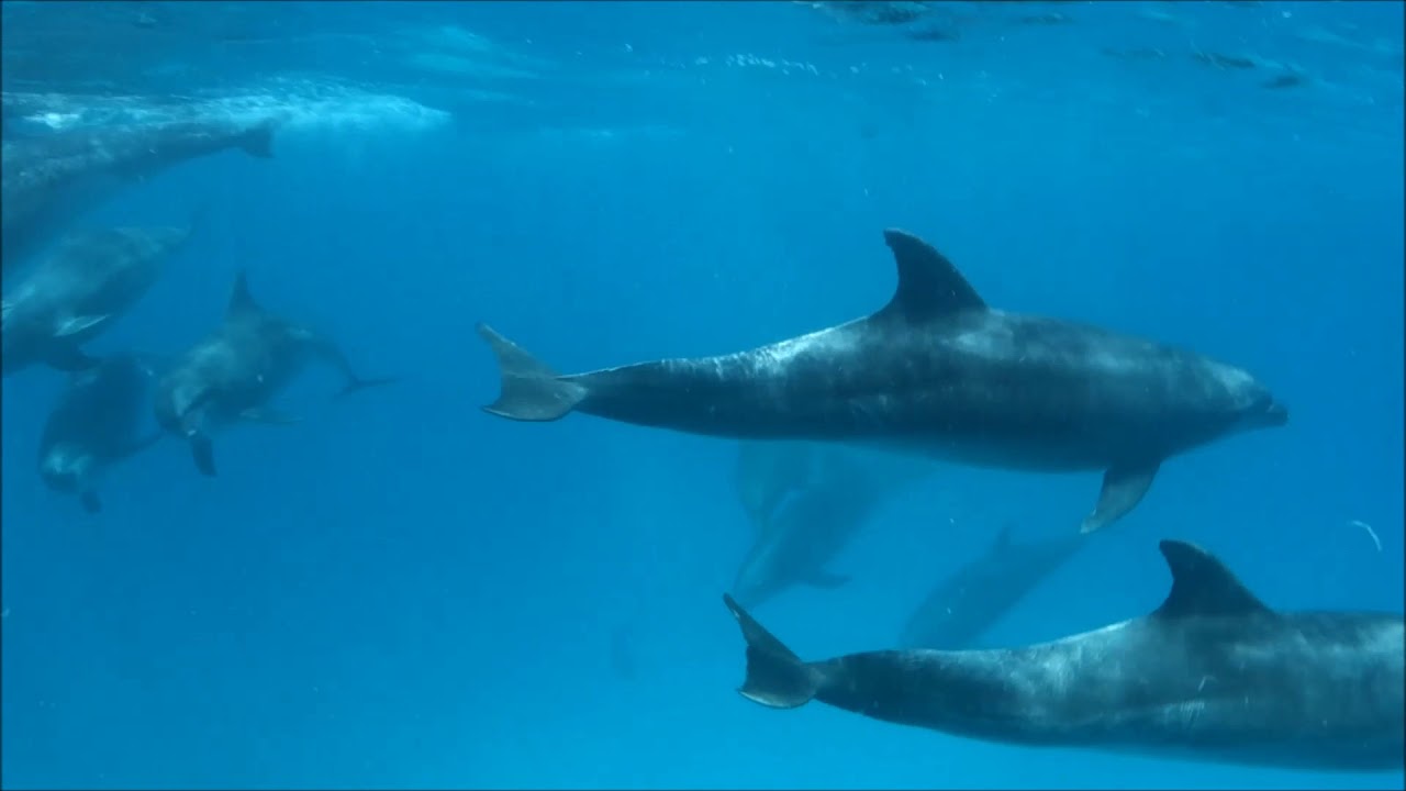 dolphins @ cousins, galapagos - YouTube